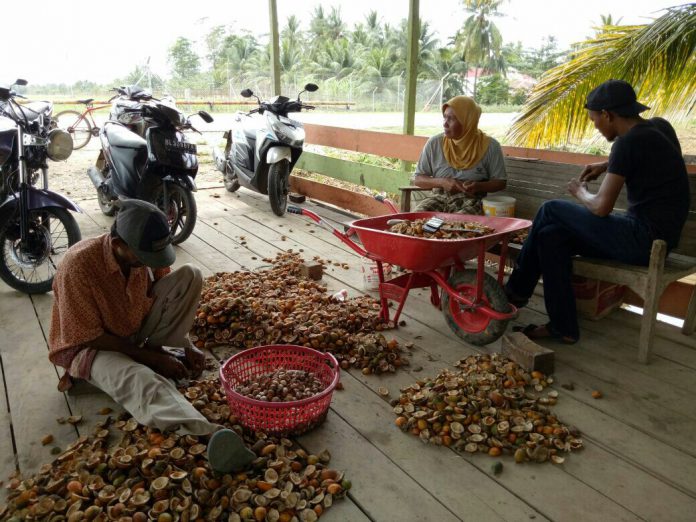Harga jual pinang di Aceh Utara anjlok - Kanal Aceh