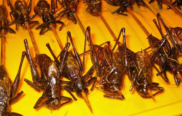 Manfaat kecoa bagi kesehatan, obati diare hingga flu - Kanal Aceh