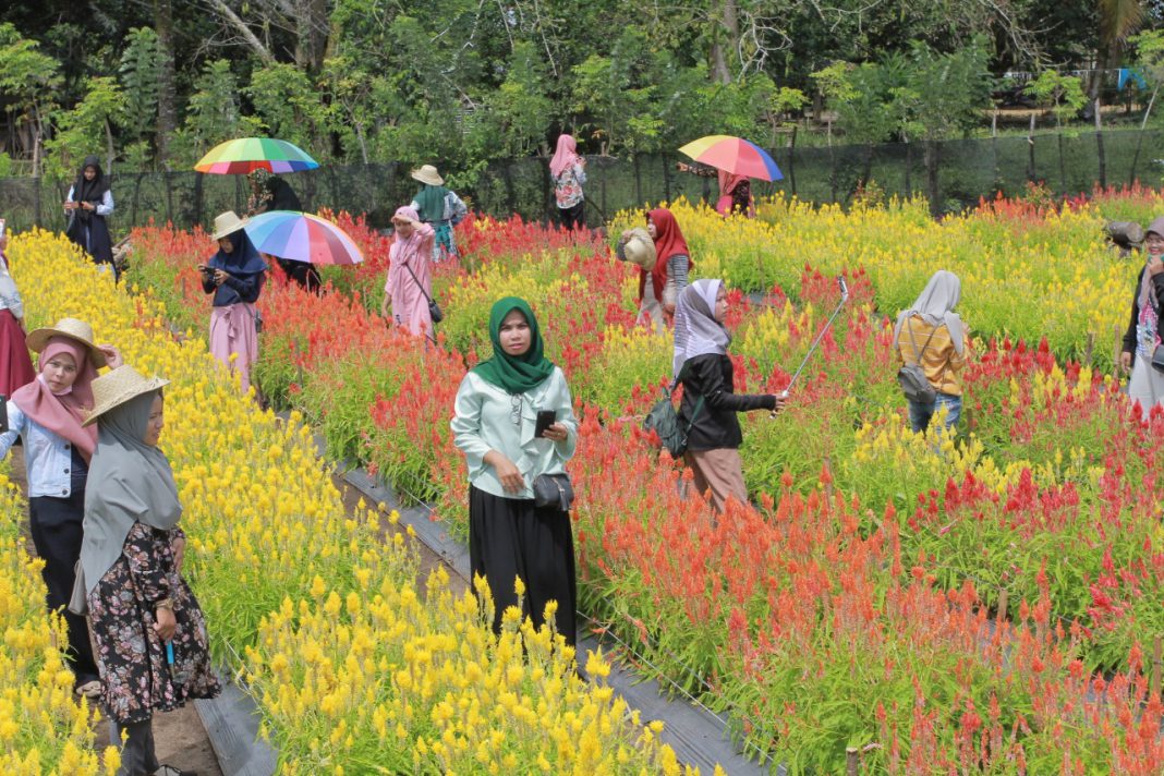 Tiga Daerah Ini jadi Objek Wisata Bunga Celosia di Aceh - Kanal Aceh
