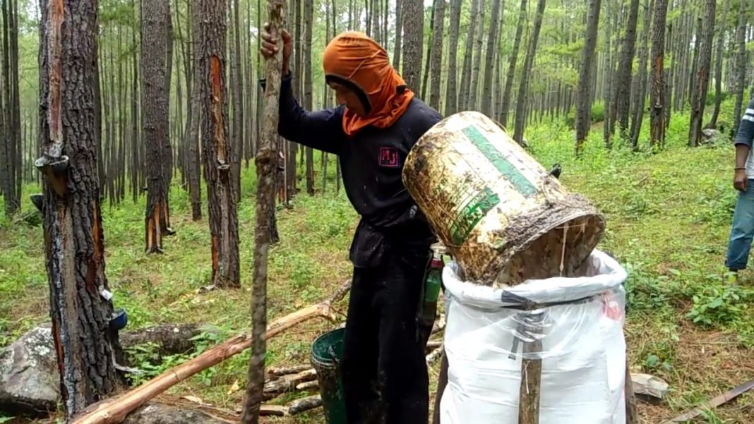 PT THL Hasilkan 300 Ton Getah Pinus Perbulan - Kanal Aceh