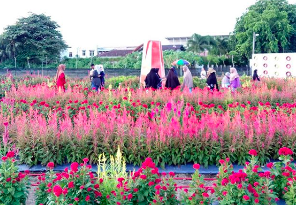 Tiga Daerah Ini jadi Objek Wisata Bunga Celosia di Aceh - Kanal Aceh